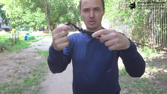 Поводок, с которым я гуляю и занимаюсь с собакой. Шигаев Роман и ризеншнауцер Куба. Тольятти, 2019.