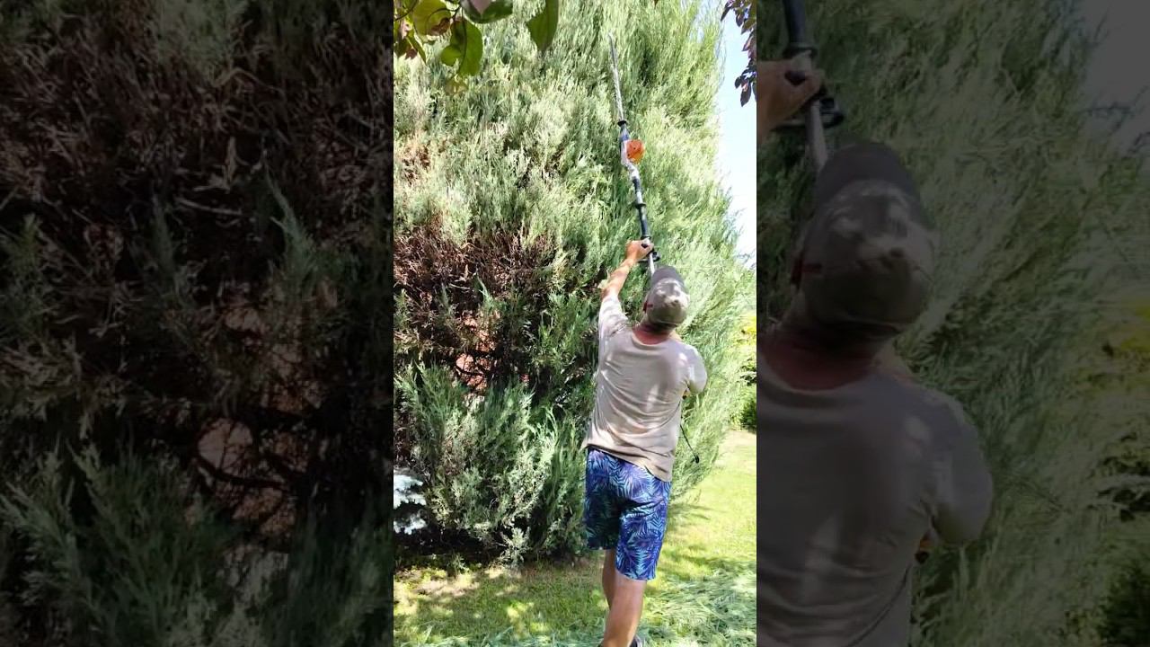 Старый огромный можжевельник стричь не просто  #топиарий #ландшафт #сад #garden #садовник #лето