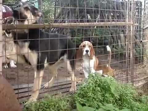 Собаки питомника "Любимый друг" 2008