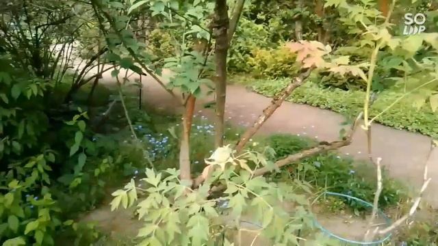 Буйство красок. Весна в Павловске.