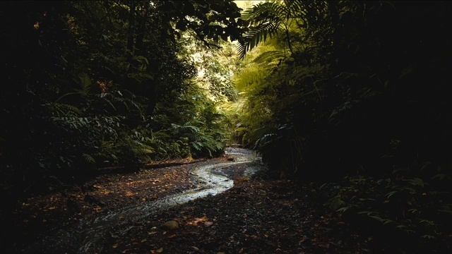 Шум леса _ Пенье птиц _ Шум ручья _ Расслабляющая музыка.mp4