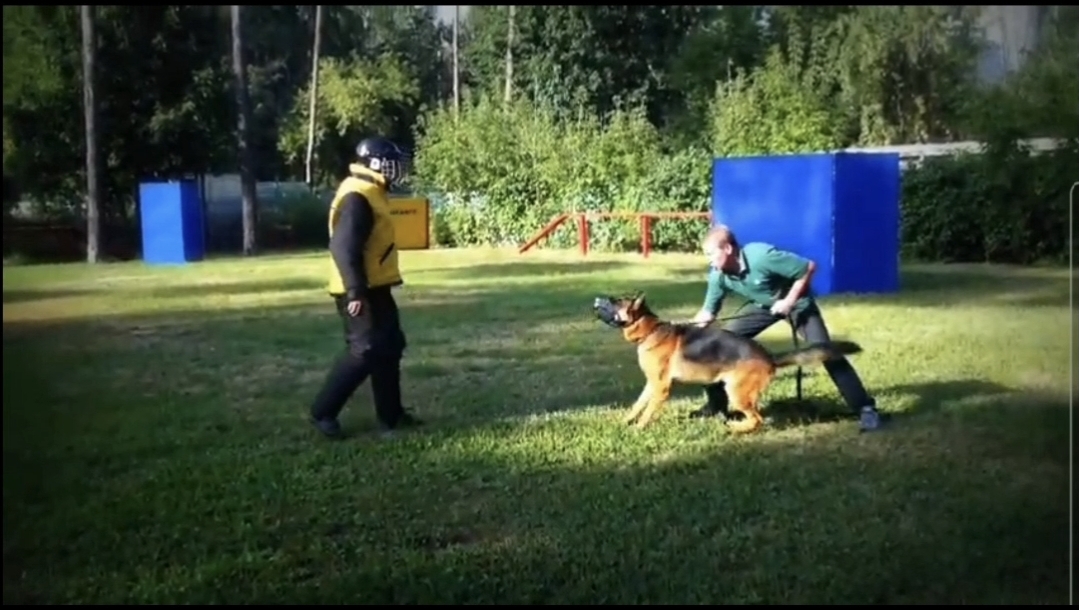 Защитная служба. Охрана хозяина. Работа собаки с ударным намордником