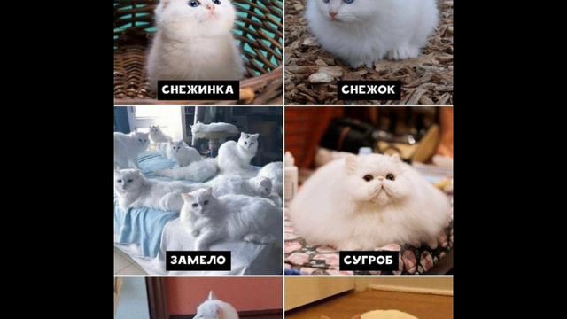 Мемы про котов