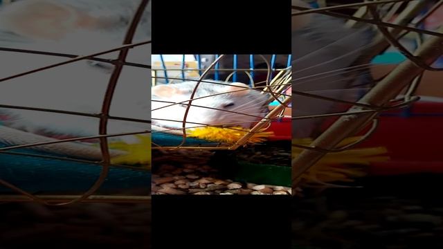 Чем кормить крыс. Малышка с аппетитом уплетает  одуванчик