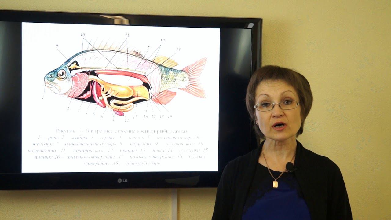 Козина Е.А. Биологические особенности питания рыб