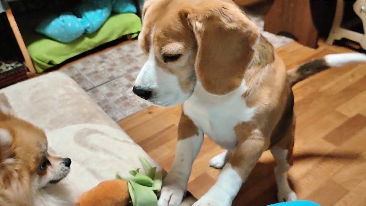 Вечерние мокрые носы требуют почесушек, обнимашек и попрыгушек. Фокс и Буля