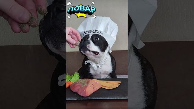 Говяжья печень! Оценка от стаффи 🍽️ #стаффи #повар #рецепт #печень #собака #кухня  #обзор #реакция