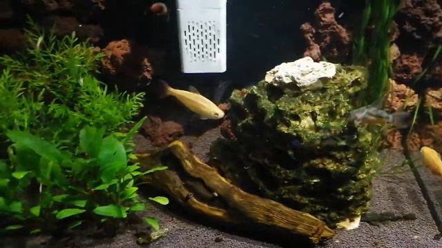 Немного про торакатумов