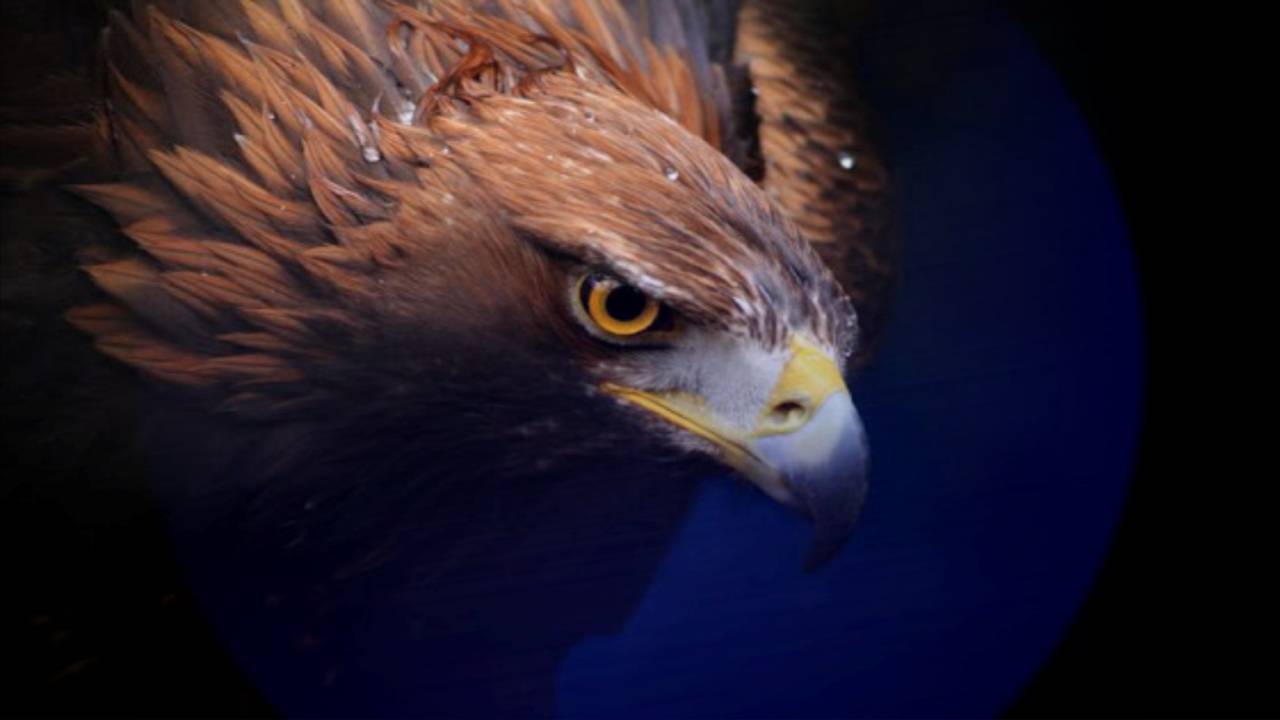 Откровение о священстве по чину Мелхиседека. Дмитрий Крюковский.