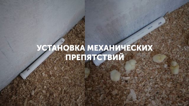 Эффективная борьба с насекомыми-вредителями в птицеводстве: комплексные решения ГК ВИК