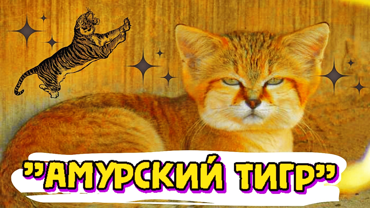 Крик Парк Дубай. Амурский Тигр. Канатка Не Работает. Дубай, ОАЭ