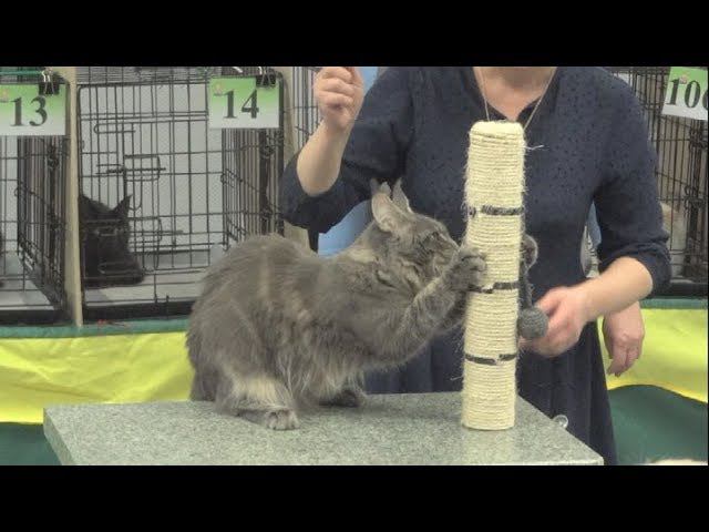 Выставка кошек "Теплые коты" в Твери 2017