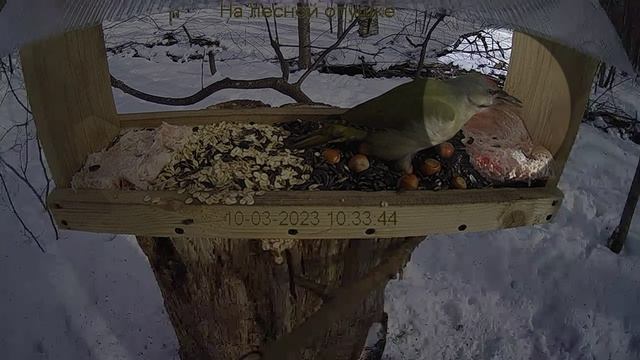 А вы знали, что у дятла ..?