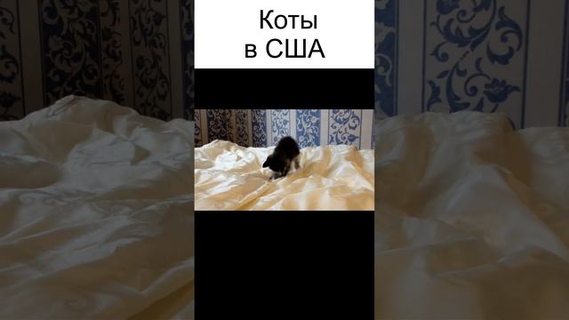 Коты в США и в России ПРИКОЛ