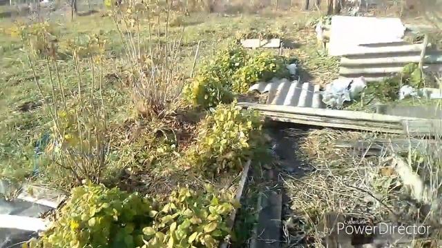 Обзор огорода,октябрь 2018.Усадьба Романовых.