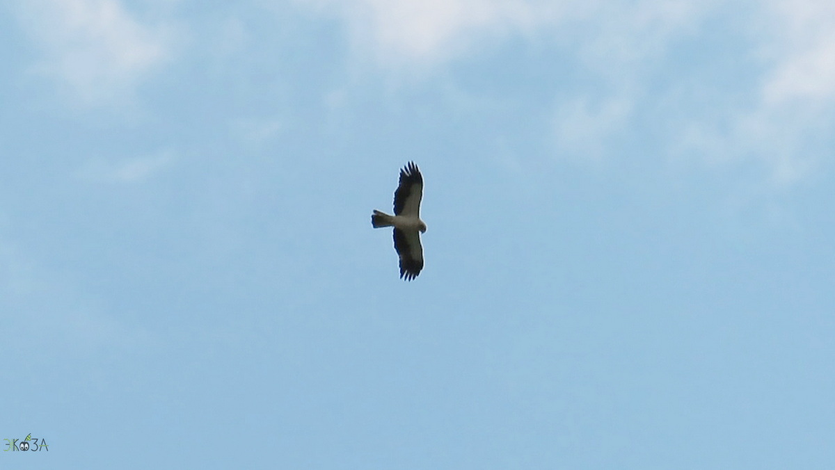 Три хищных птицы: сокол, возможно; орел-карлик точно и еще одна птица, похожа на орла 19.05.24