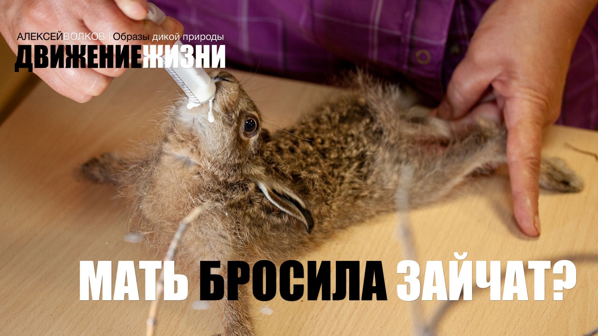 Мать бросила зайчат? (Не уносите чужих детей! Оставьте зайчат в покое)