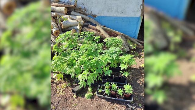 В ЛНР полиция обнаружила на приусадебном участке жителя Красного Луча наркоплантацию конопли