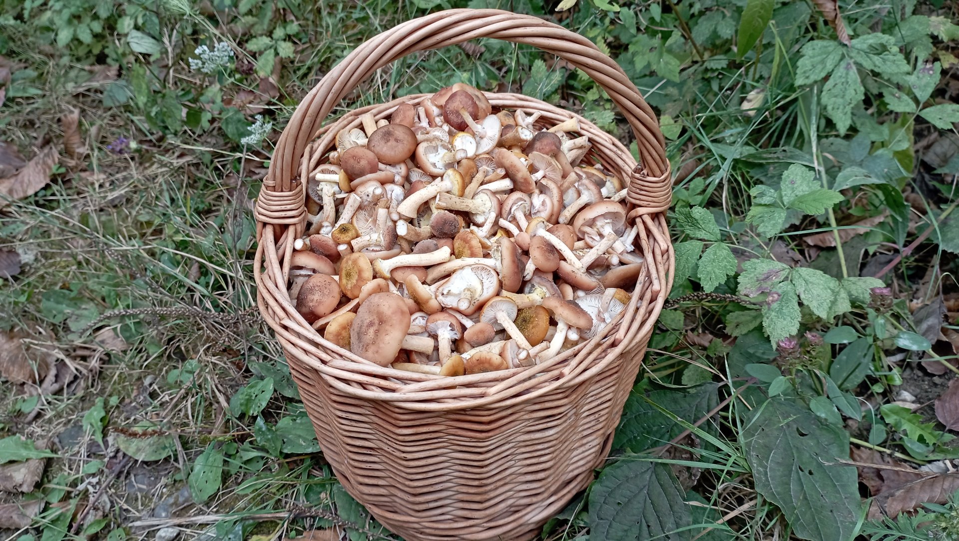 ОПЯТА? Неужели? ДА!!! 16 сентября 2023 года.