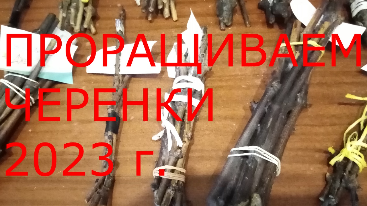 Проращивание черенков