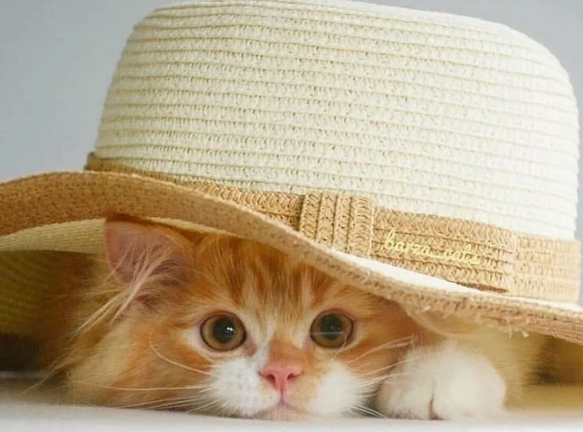 Где живёт счастье? Автор текста  Елена Гай. Стихи.