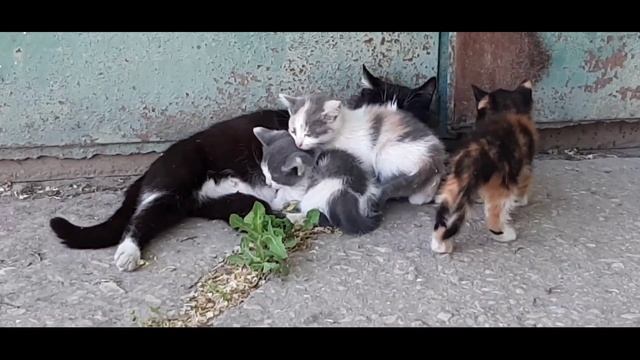 Мама Мафия, Потеряшка, Басик, Пантера