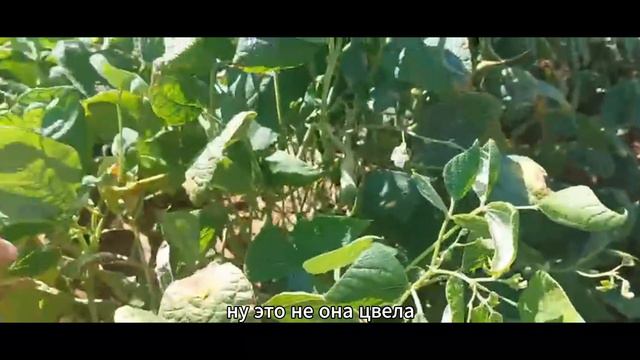 Дневник Агронома 14. Арахис, соя и фасоль в Волгоградской области.