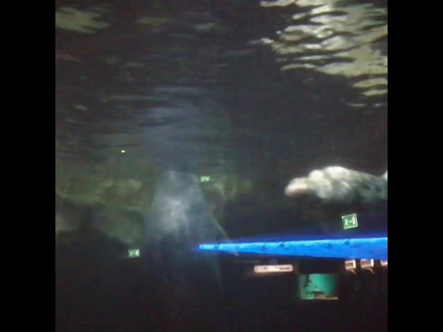 Тюлень плавает под водой