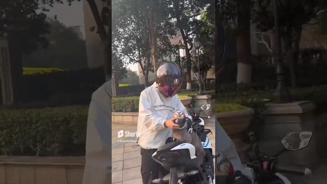 Котёнок 2023, часть №25, кот байкер?