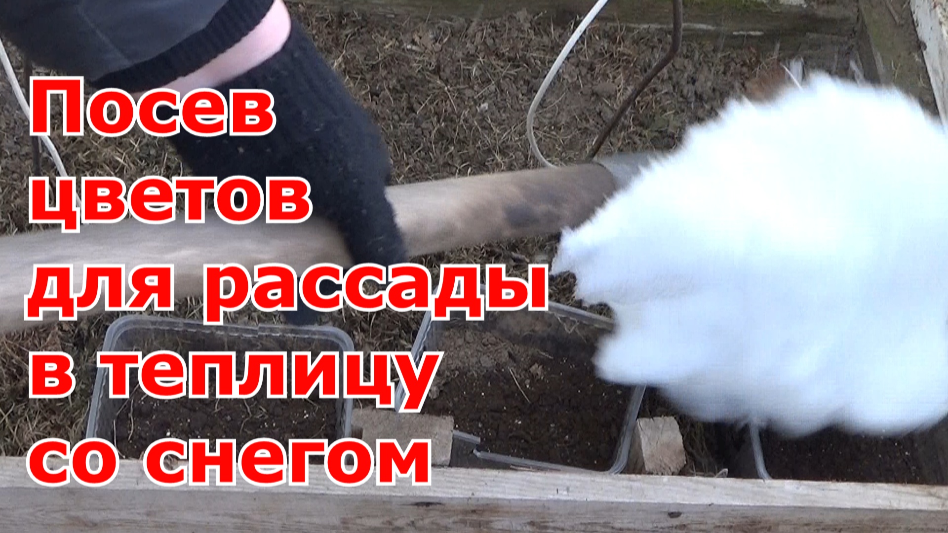 Зимний посев цветов для рассады в неотапливаемую теплицу