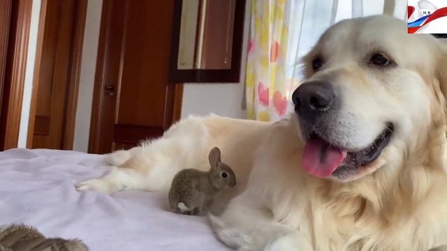 Милые Кролики думают, что золотой ретривер - их мать