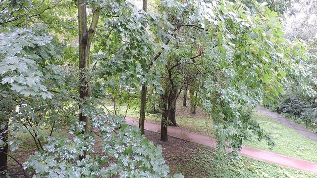 2024-08 вид из окна, 1 августа. Дождь