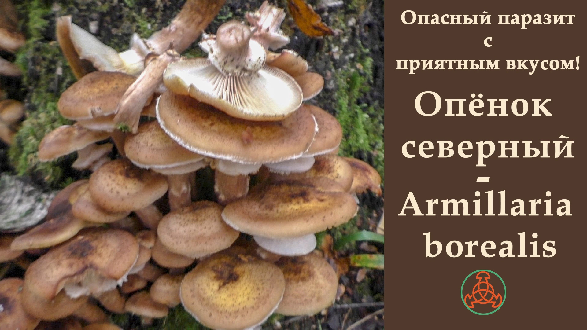Опасный паразит с приятным вкусом! ОПЁНОК СЕВЕРНЫЙ -  Armillaria borealis.