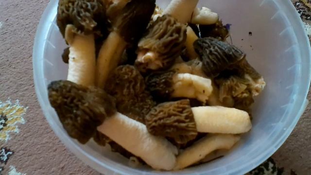 Это грибы под названием сморчки.