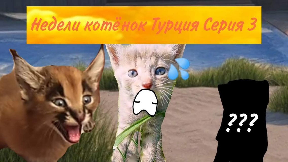 Недели котёнок Турция Серия 3
