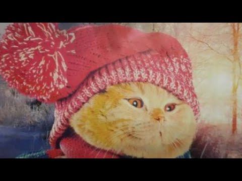 Дневник Кото сапиенса  25 декабря  Суд идет