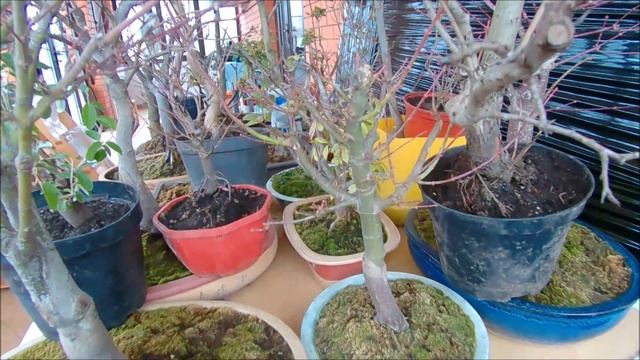 Зимовка бонсай варианты зима 2020 помещение часть 1 Wintering bonsai options winter 2020 room part 1