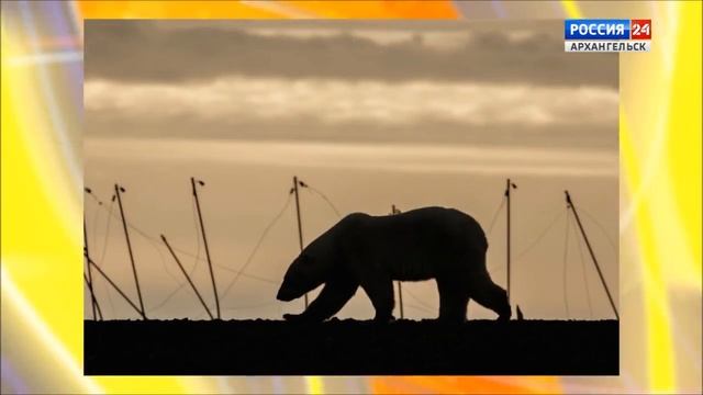 27 февраля - День белого медведя