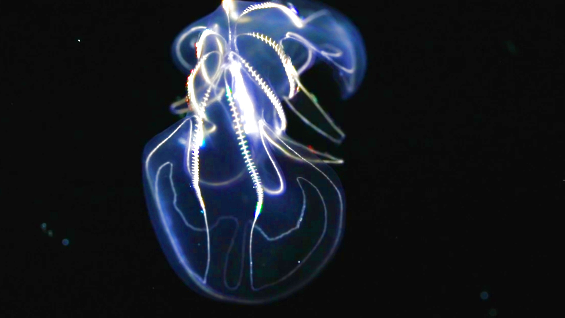 Фантастическое необычное существо.mp4