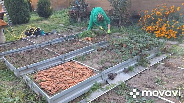 обзор урожая моркови от 30.09.23