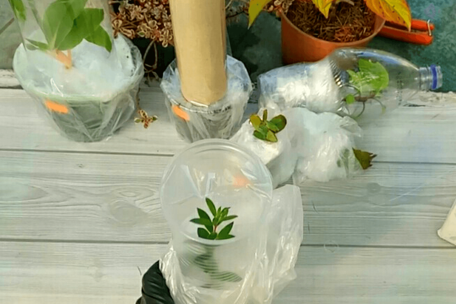 Растения-новинки. Комнатные экзоты. Распаковка