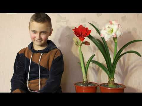 Подоконная оранжерея из лилий