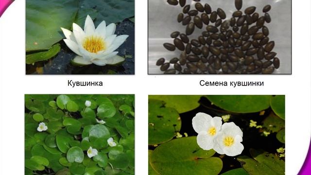 Размножение и развитие растений