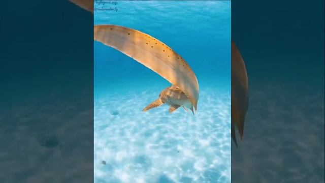 Леопардовая акула