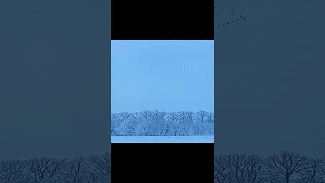 экскурсия танки и техника ВОВ . ПАРК СТАЛЬНОЙ ДЕСАНТ КРАСНОЕ СЕЛО СПБ ПИТЕР САНКТ-ПЕТЕРБУРГ ЗИМА