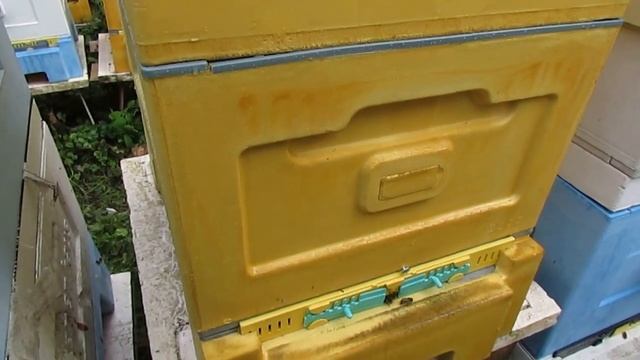 проблема с пчелами в сентябре - после облета матки в семье пчел нет расплода.mp4