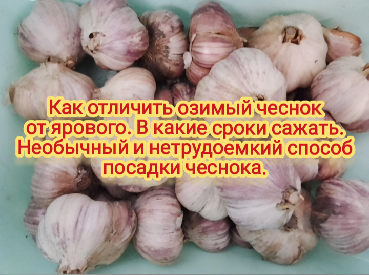 Как отличить озимый чеснок от ярового. В какие сроки сажать. Необычный и нетрудоемкий способ посадки