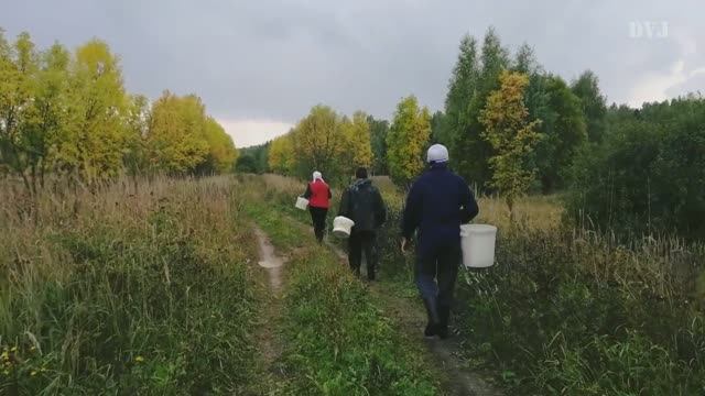 Охота на грибочки (Шуйский р-н)