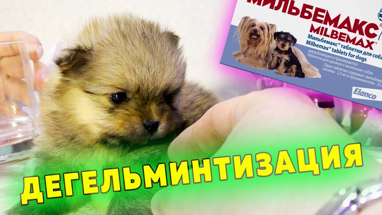 Щенкам шпица 29 дней. Первая дегельминтизация собак. Чем и когда глистогоним собак. Щенкам 1 месяц