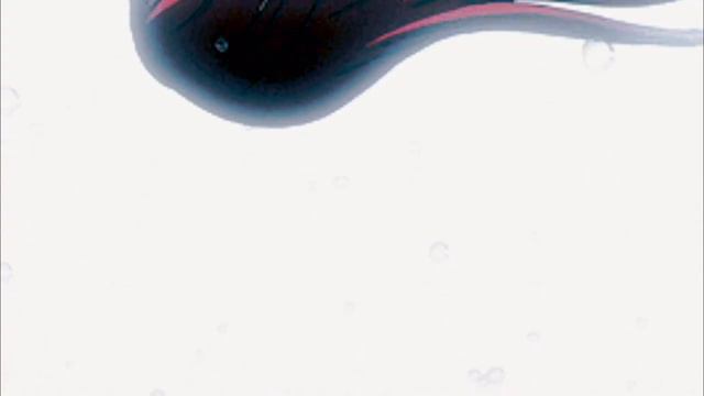 Erza Scarlett  - You Cant Hide From Us